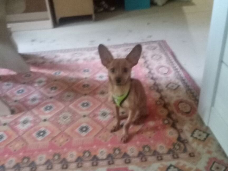 Продам щенка русского той терьера