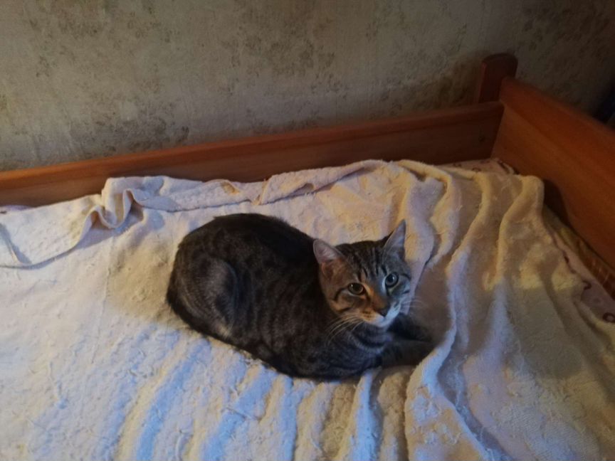 Кошка в дар бесплатно