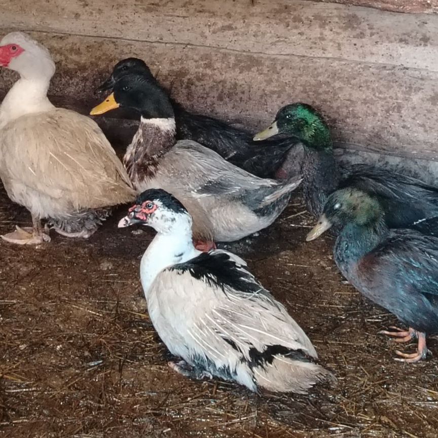 Селезень индоутки, утки домашние