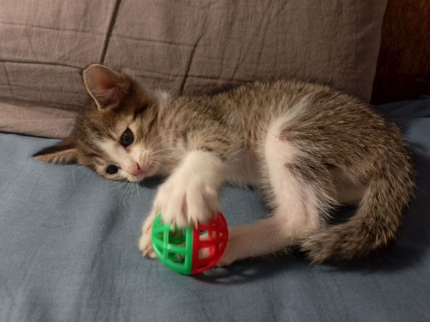 Котенок в добрые руки