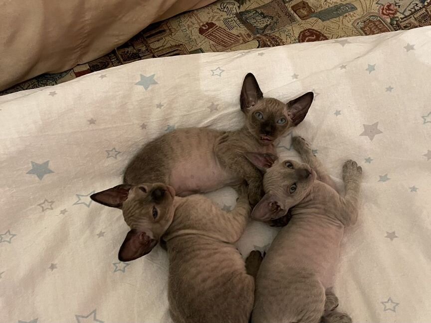 Тайские сиамские котята