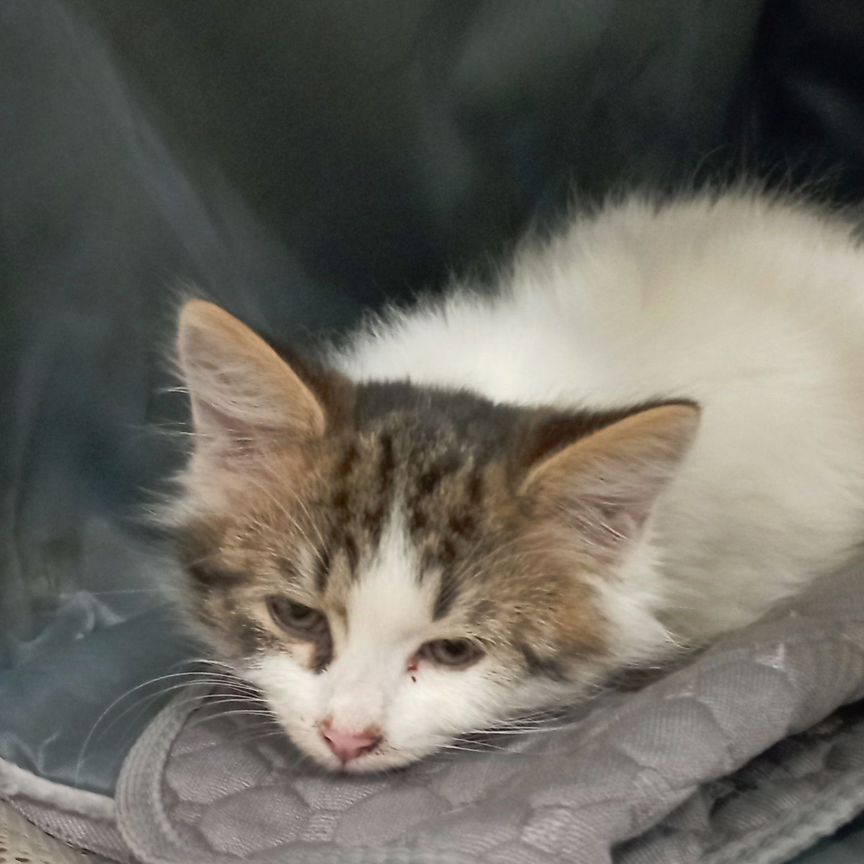 Котик в добрые руки