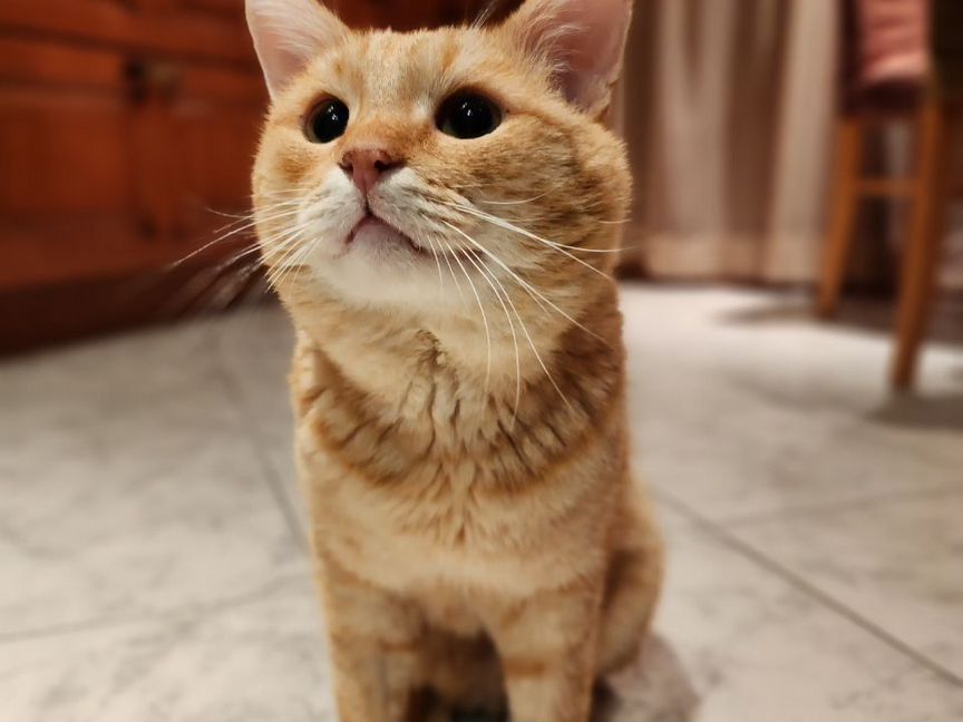 Кот рыжий чудесный ласковый добрый красивый