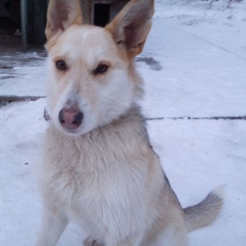 Лайка, взрослый пёс