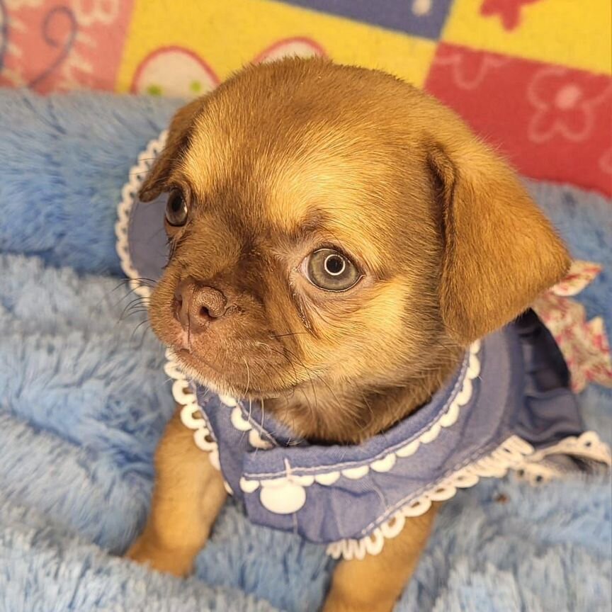 Чихуахуадевчишка