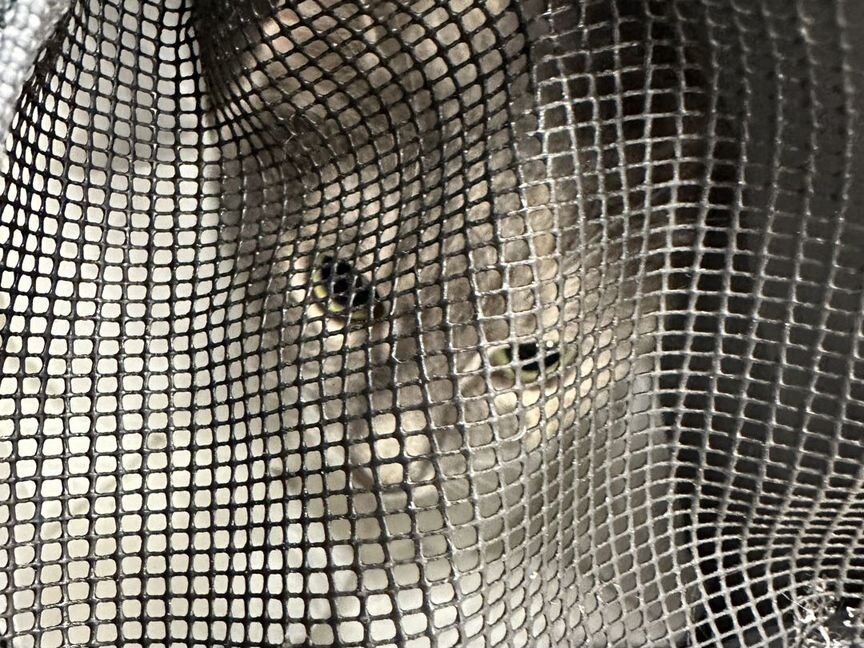 Отдам в добрые руки