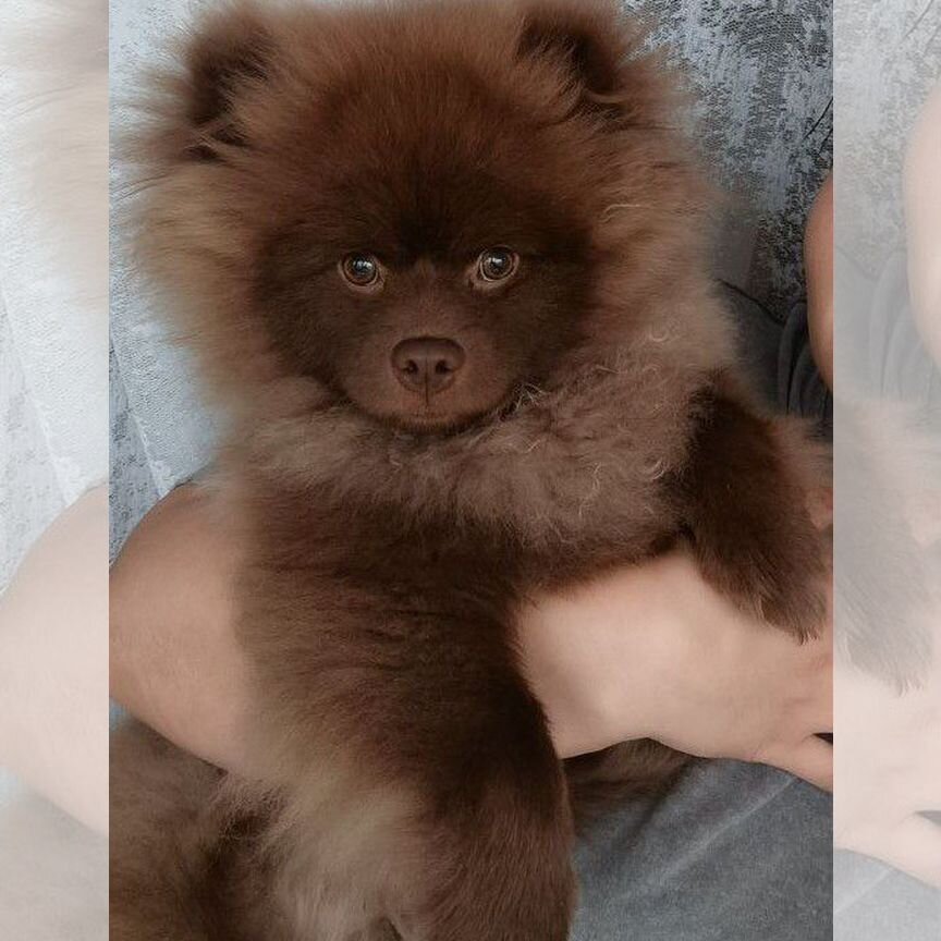 Померанский шпиц, щенок