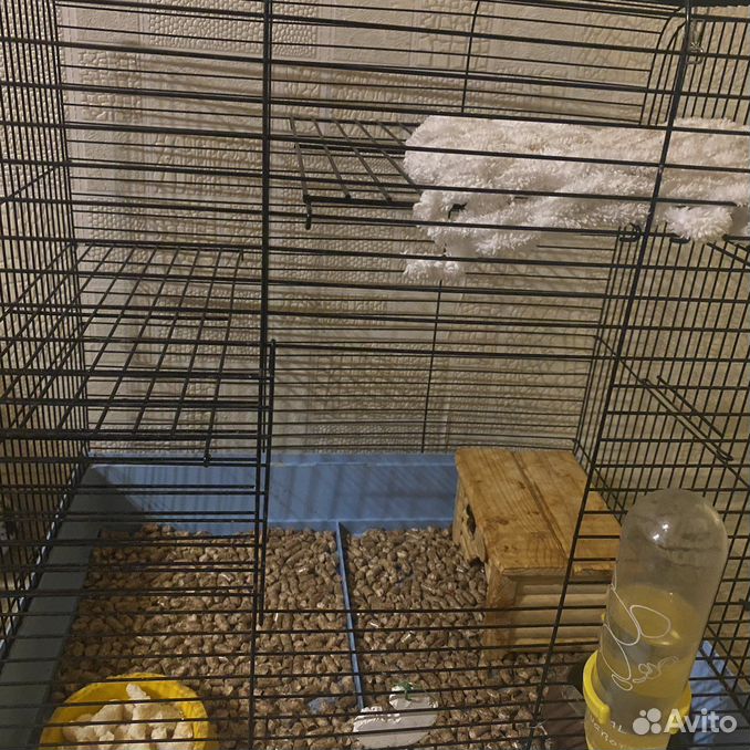 Крыски в добрые ручки