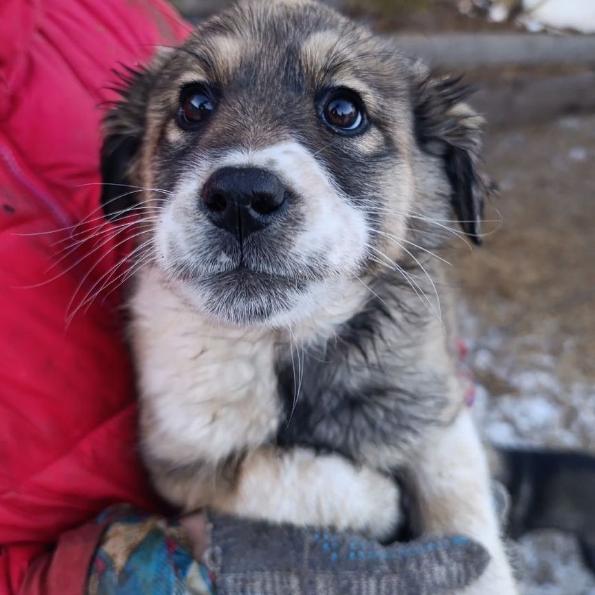 Щенок в добрые руки