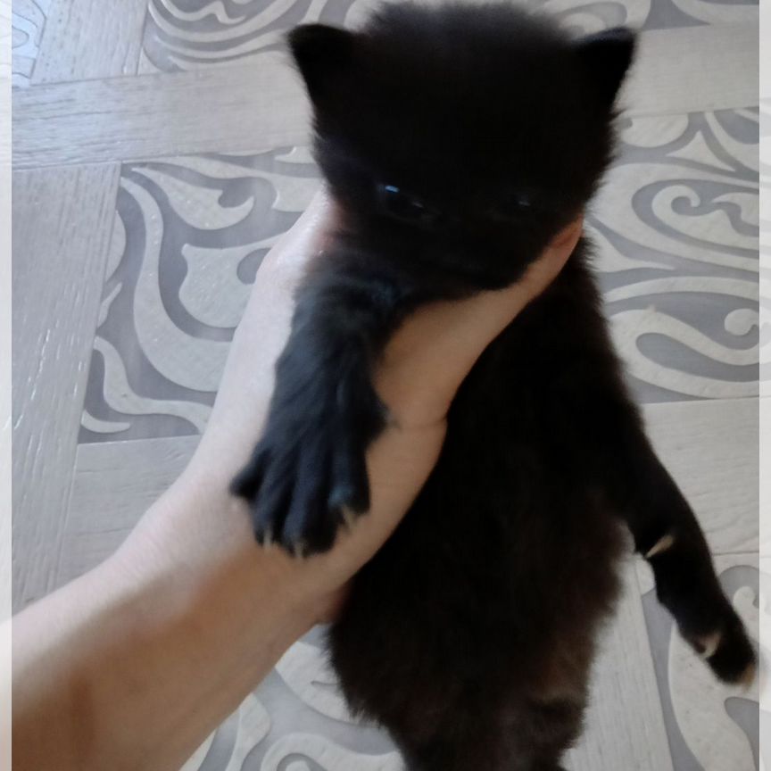 Сибирский котёнок