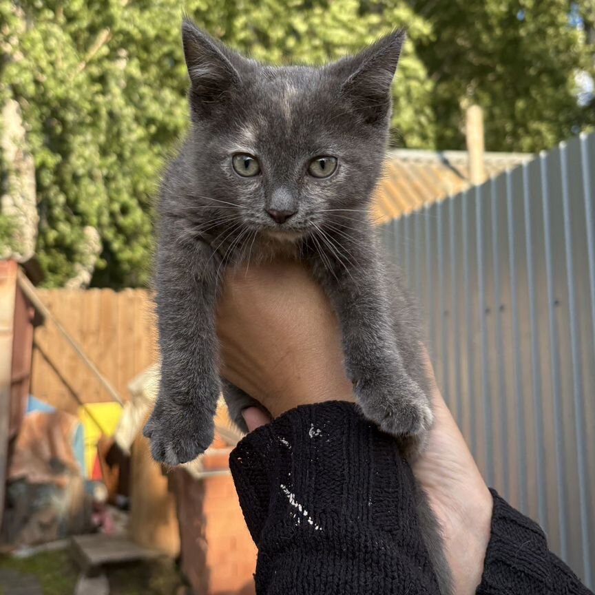 Котенок девочка в добрые руки