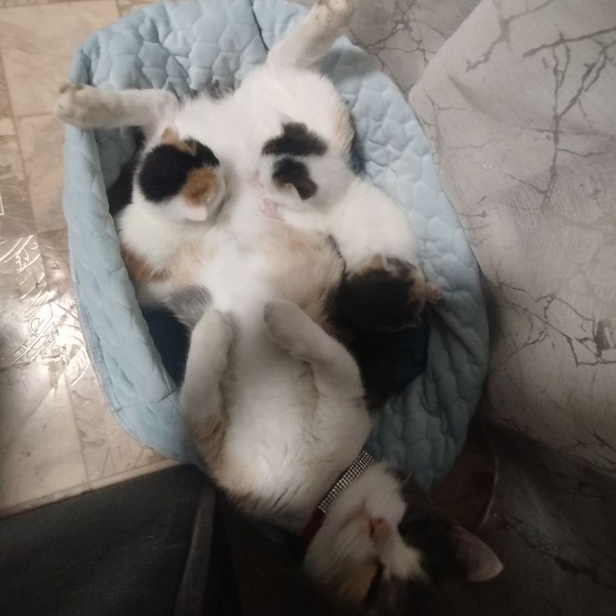Котята манчкин