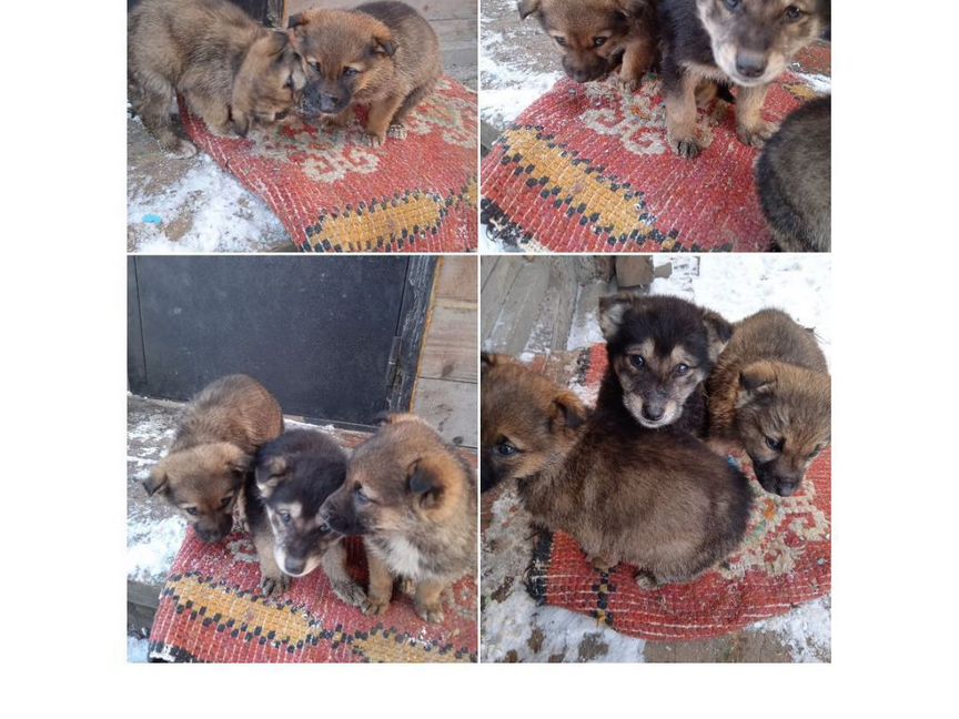 Собака в добрые руки отдам бесплатно