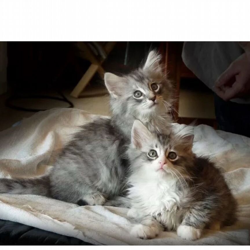 Сибирские котята