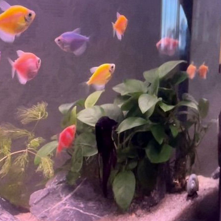 Тернеции glofish