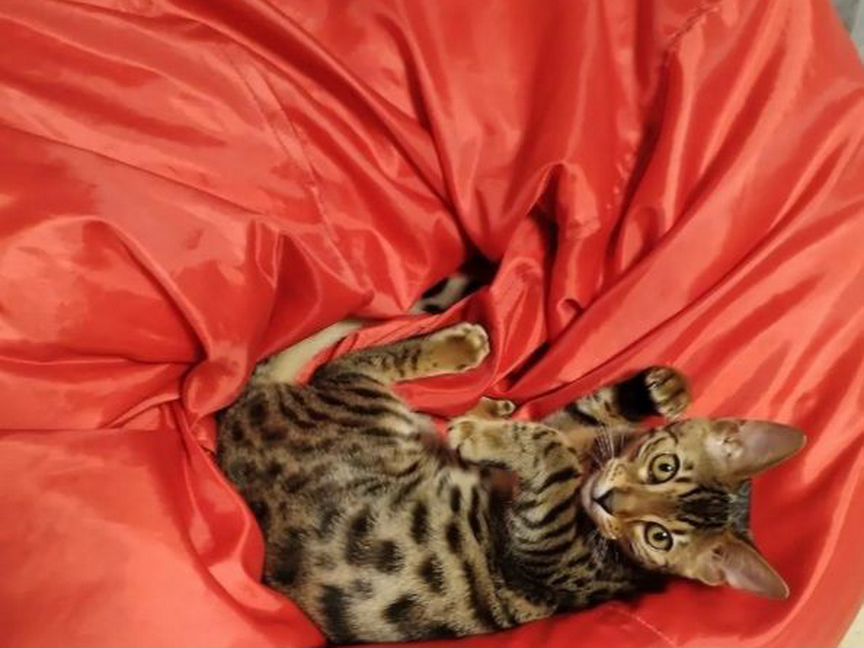 Бенгальская кошка