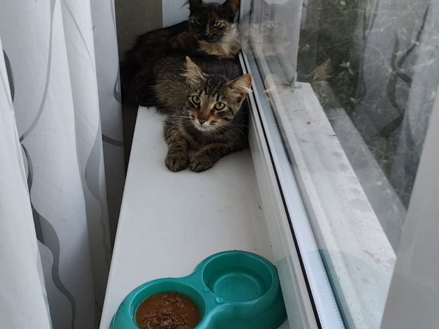 Кошки в добрые руки