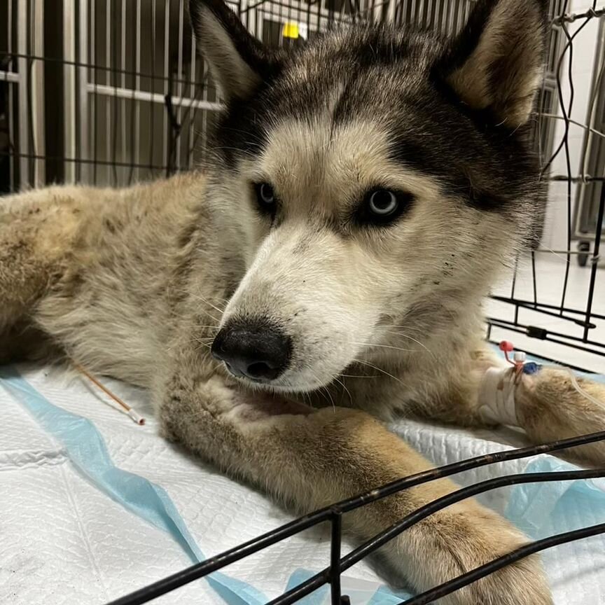 Сибирский хаски чей