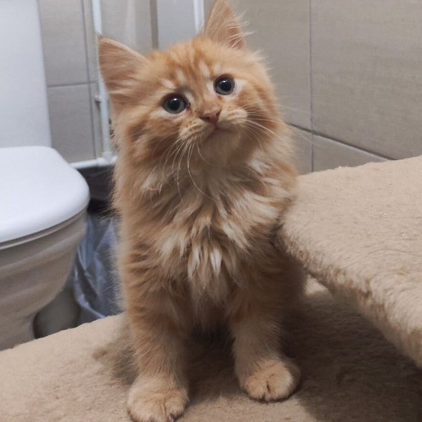 Мейн-кун котёнок