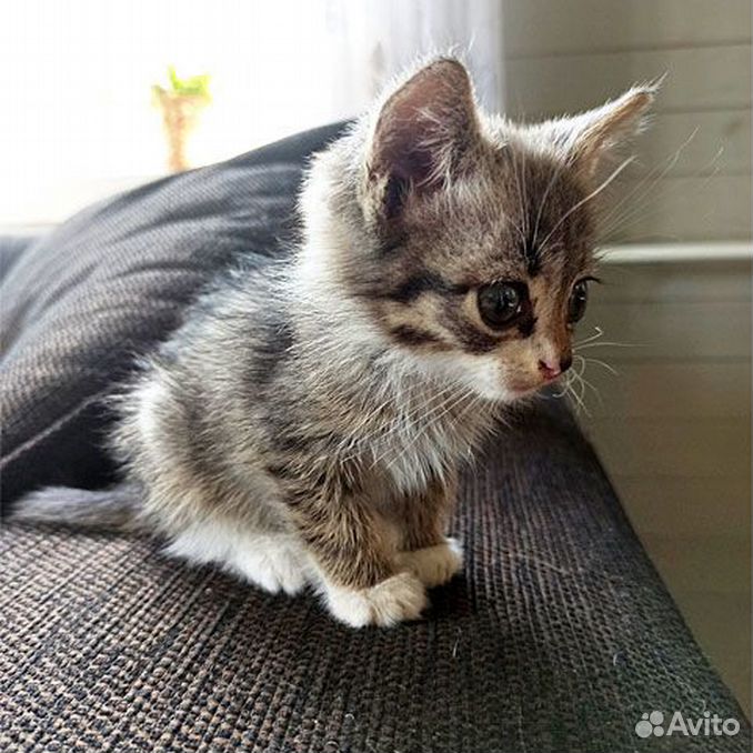 Очаровательный серо-дымчатый котенок в добрые руки
