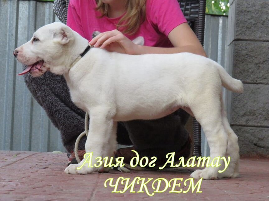Щенки сао алабай