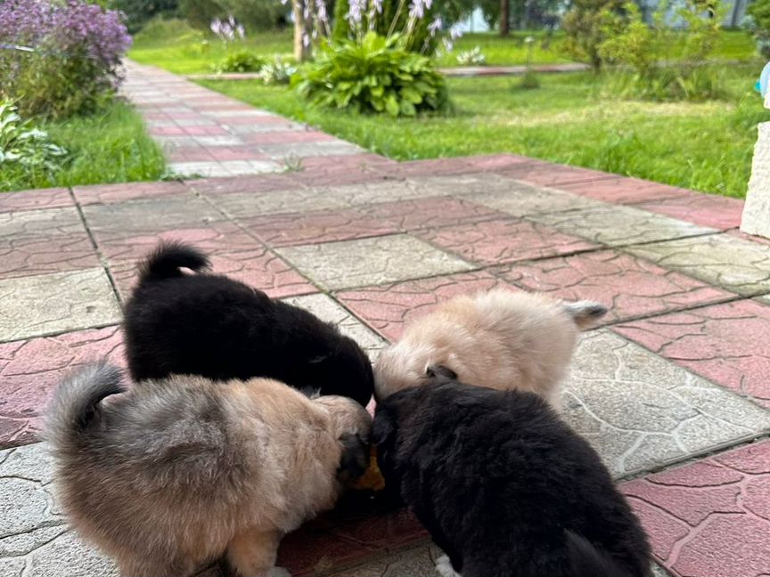 Щенки немецкого шпица