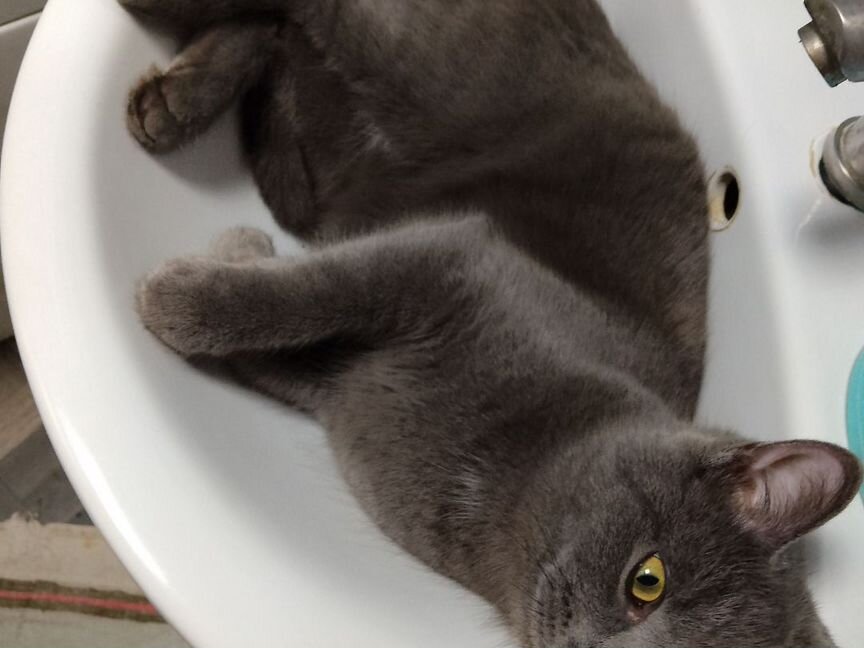 Русская голубая