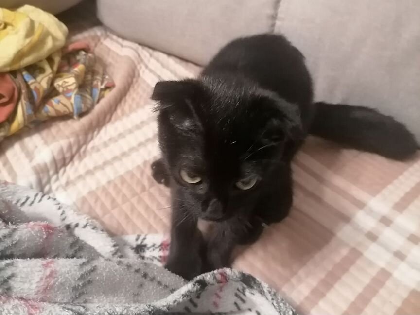 Кот 2 месяца. вислоухий чёрный котёнок