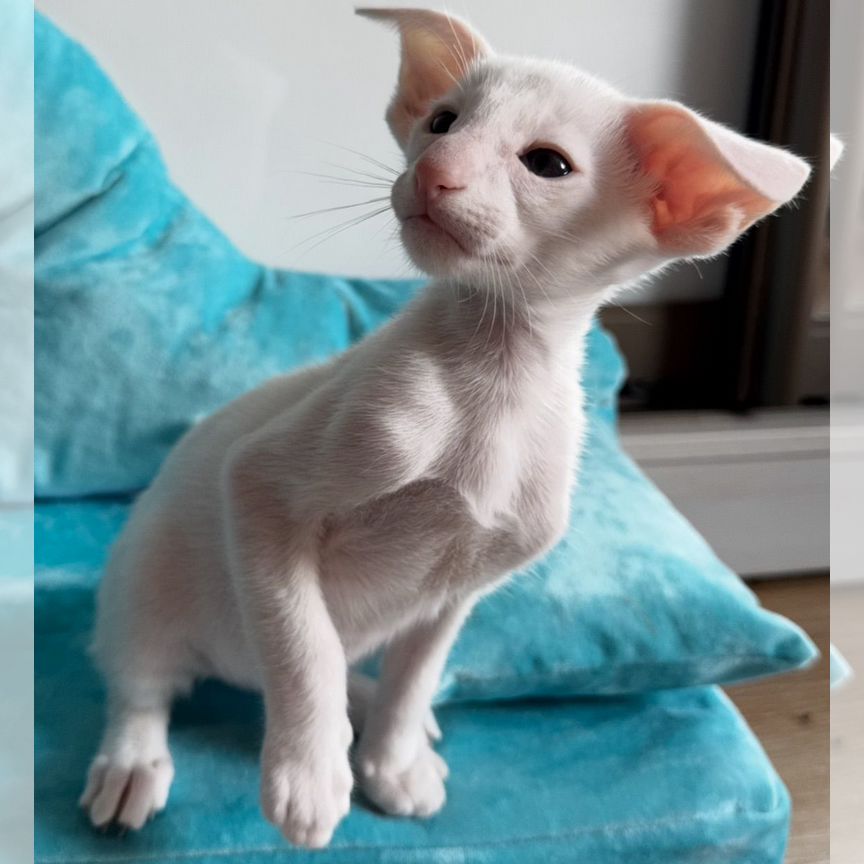 Ориентальные котята