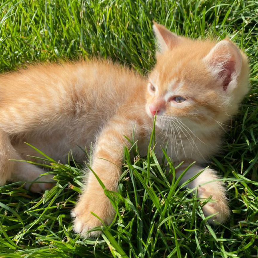 Котёнок в добрые руки