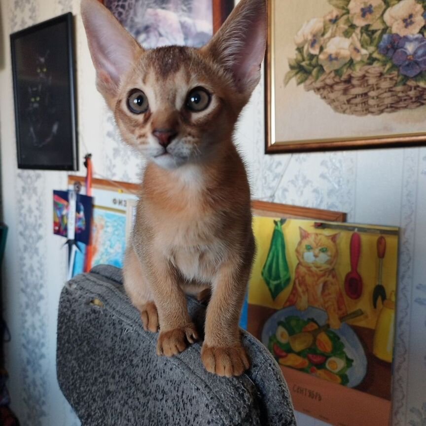 Аббисинский котенок