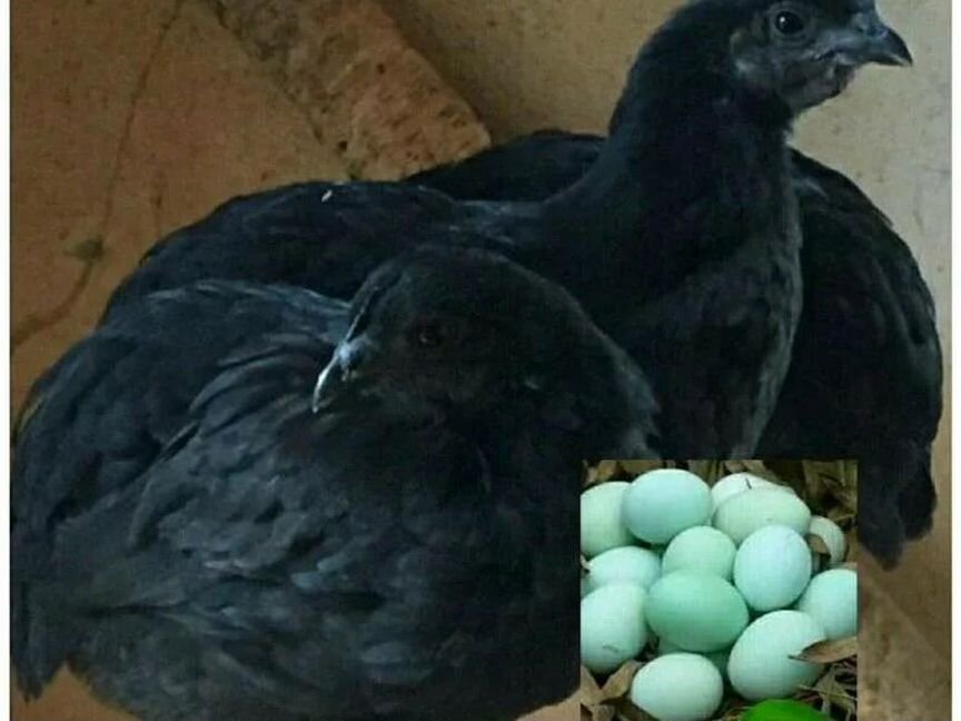 Ухейилюй несушки молодки