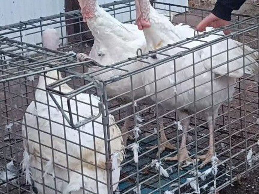 Продаются Индюки бройлеры мясом(Халяль)