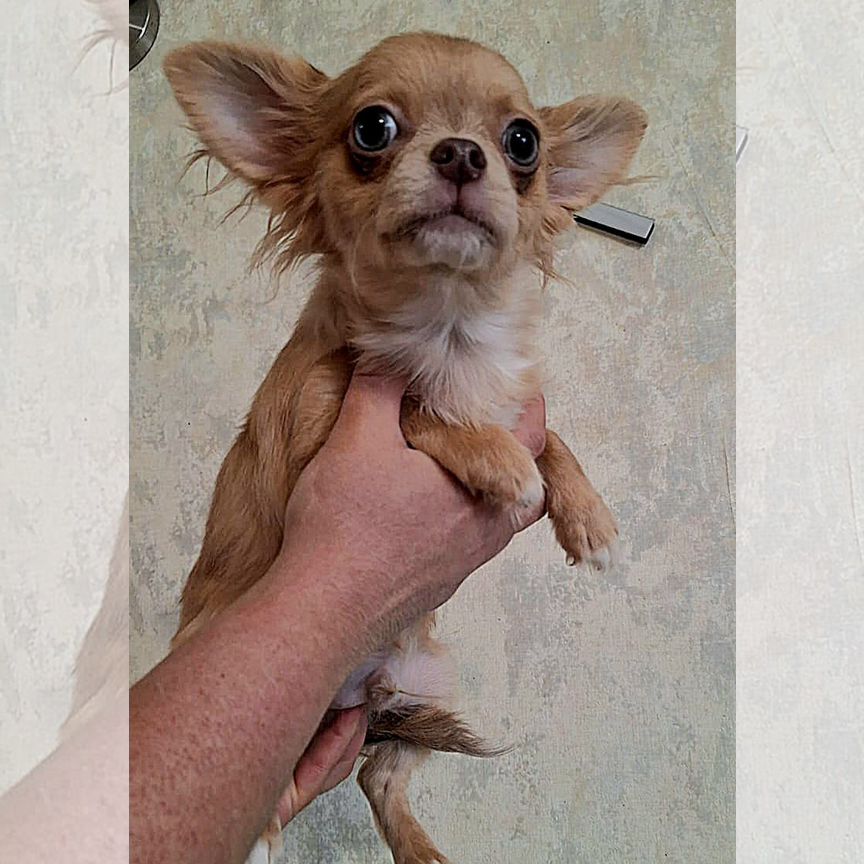 Чихуахуа, щенок