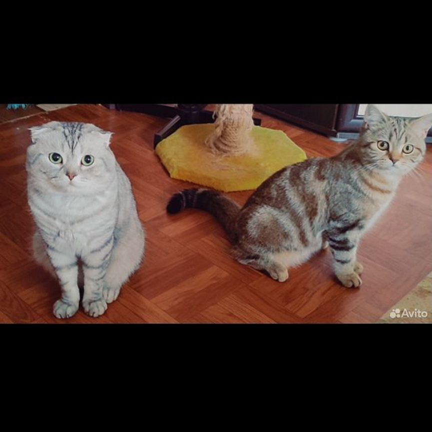 Шотландские котята