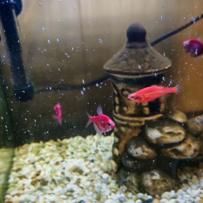 Продаю рыбок аквариумных с аквариумом)