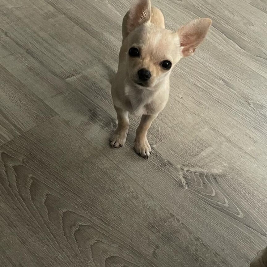 Чихуахуа мини мальчик