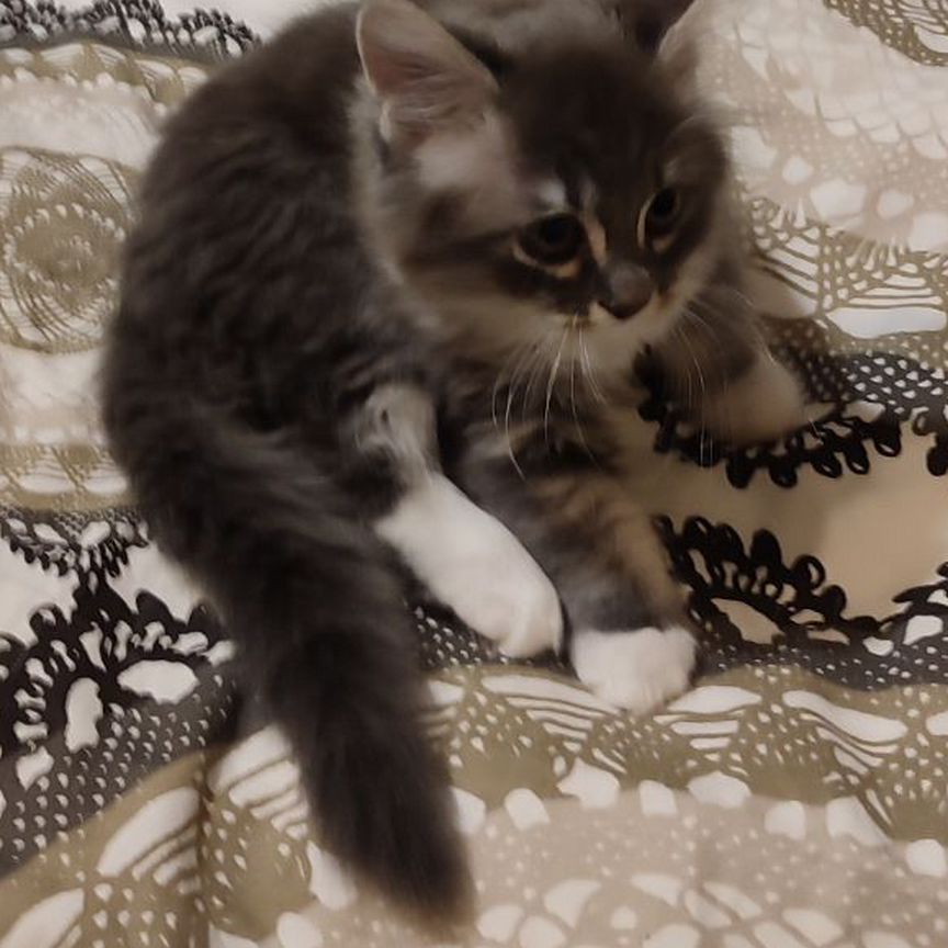 Шотландский вислоухий длинношёрстный котёнок