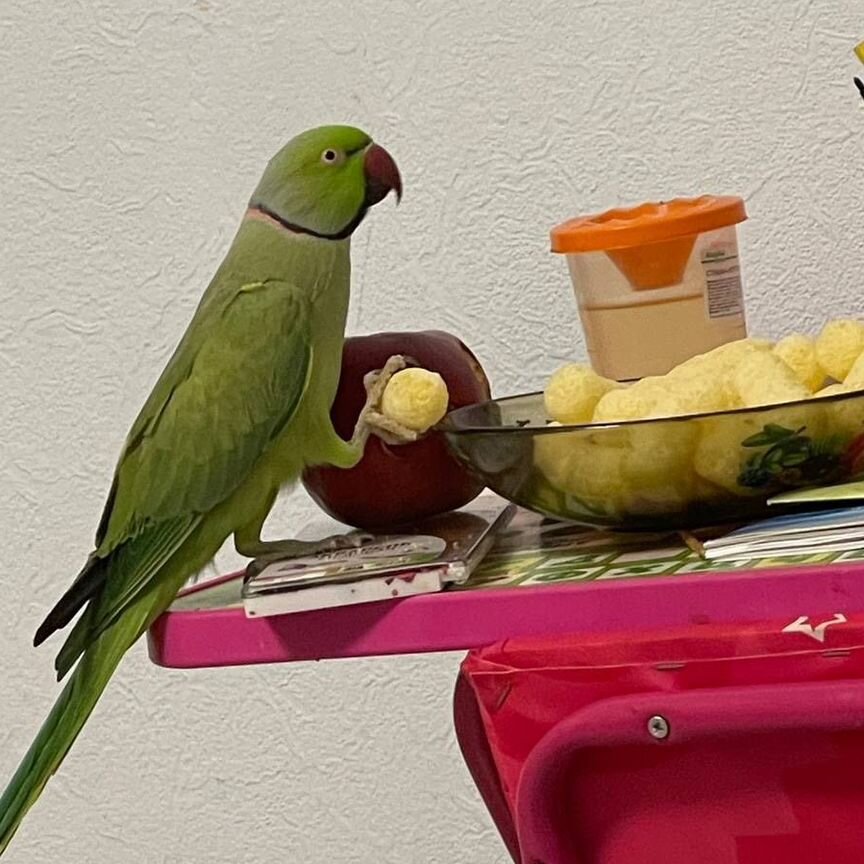 Говорящий ожереловый попугай