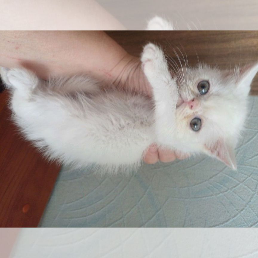 От породистых родителей котята экзоты разного окра