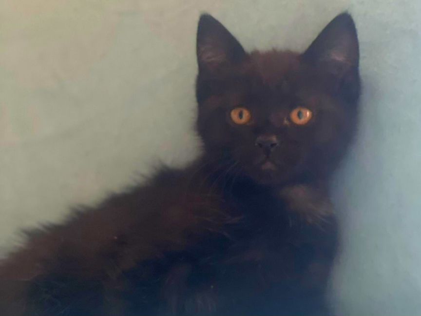 Черные и серые котята в добрые руки