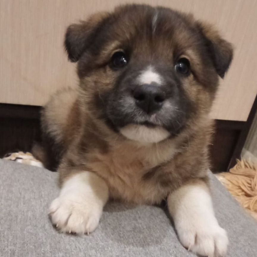 Щенок в добрые руки