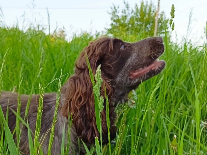 Щенки русского охотничего спаниеля