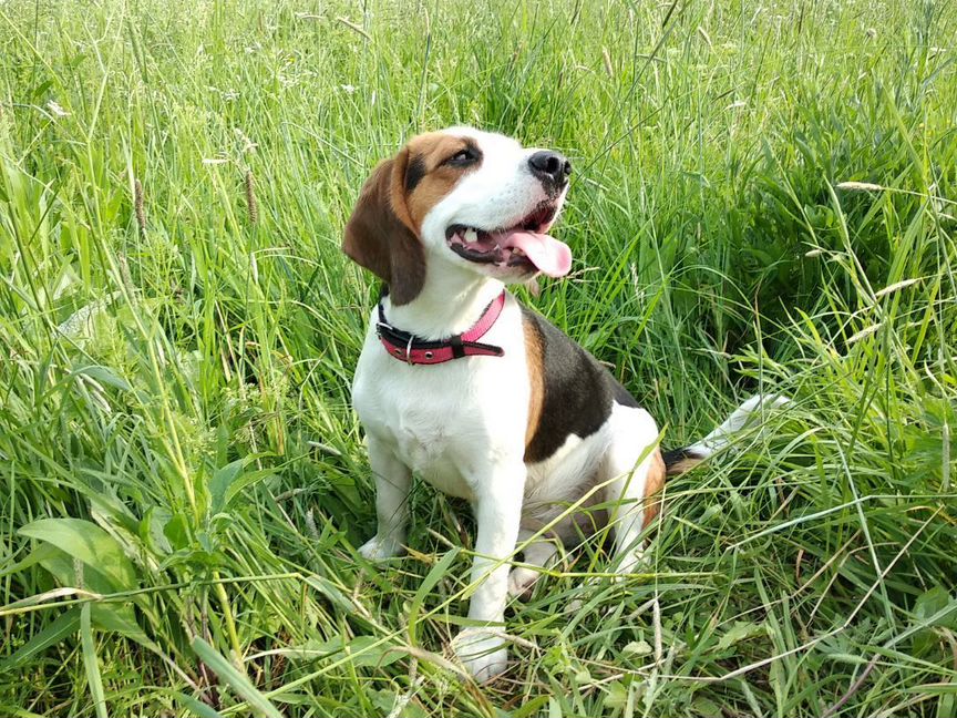 Бигль вязка