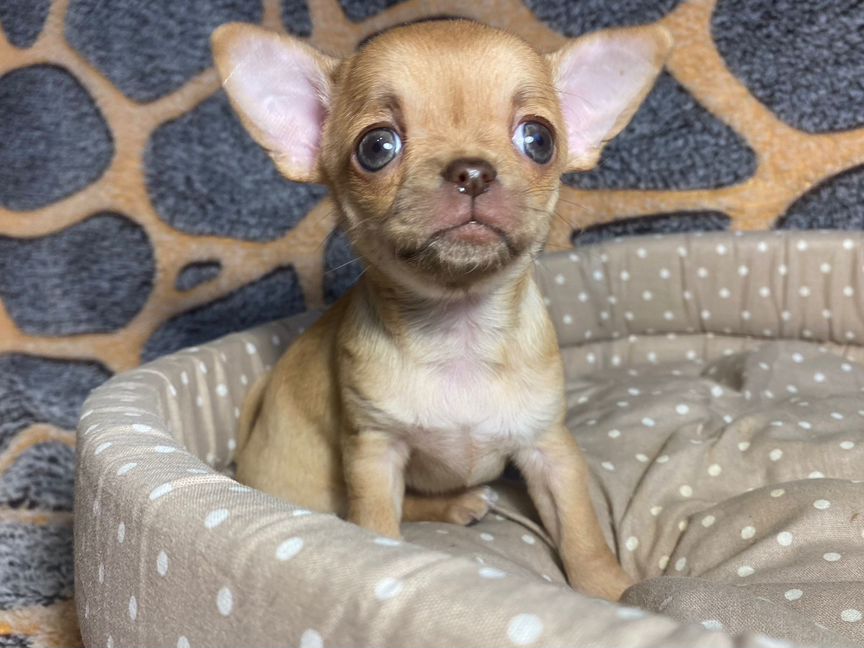 Микро девочка чихуахуа