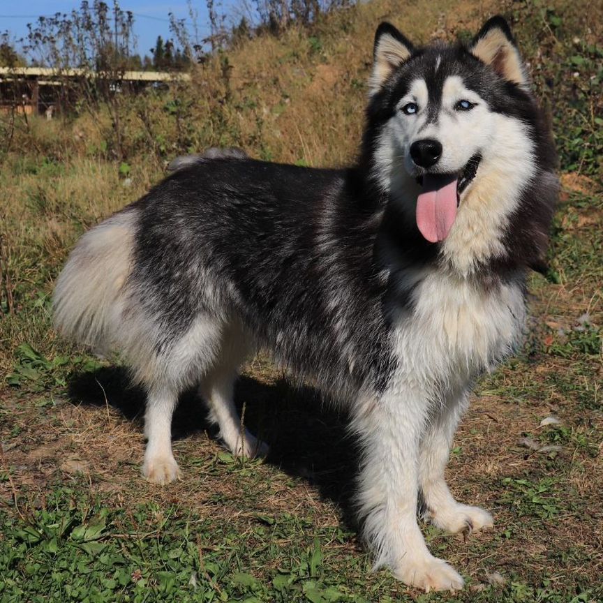 Сибирский хаски, взрослая собака из приюта