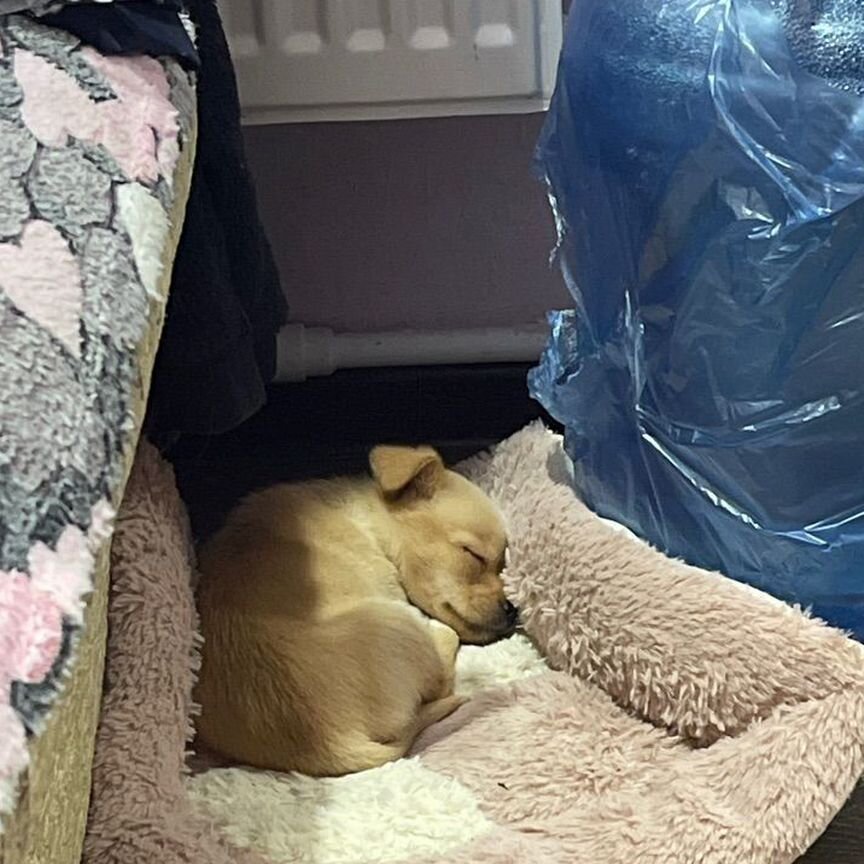 Маленькая собака той-терьер