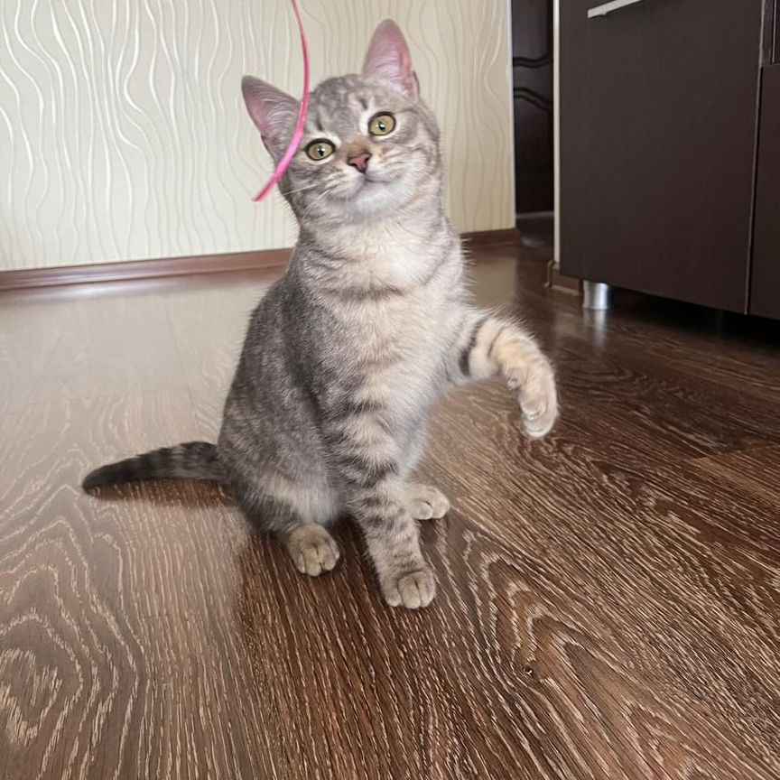 Котенок