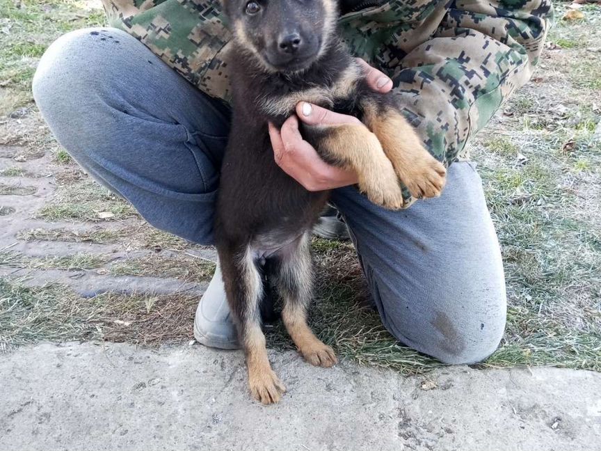 Щенки немецкой овчарки