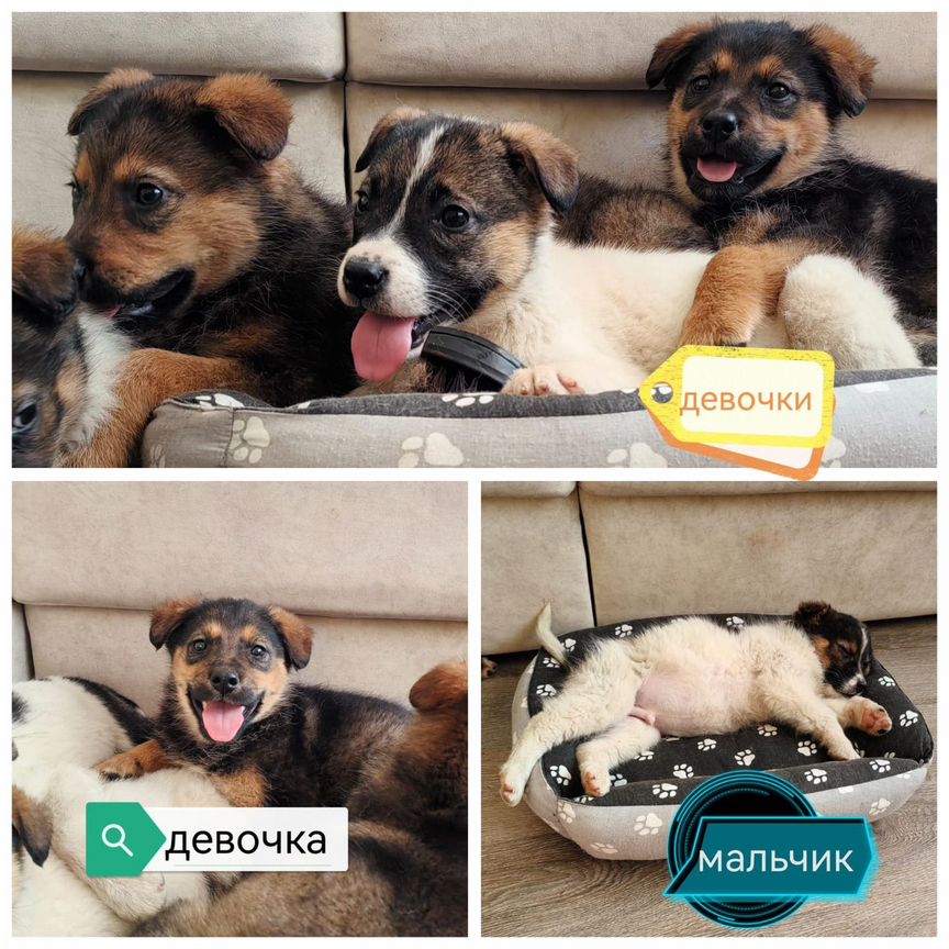Щенок в добрые руки
